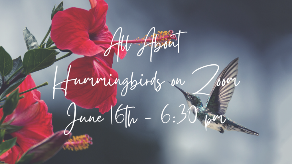 All About Hummingbirds | Community Library of Allegheny Valley